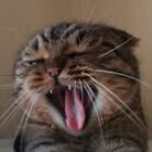 How to draw warriors cats - Johnny Kitten